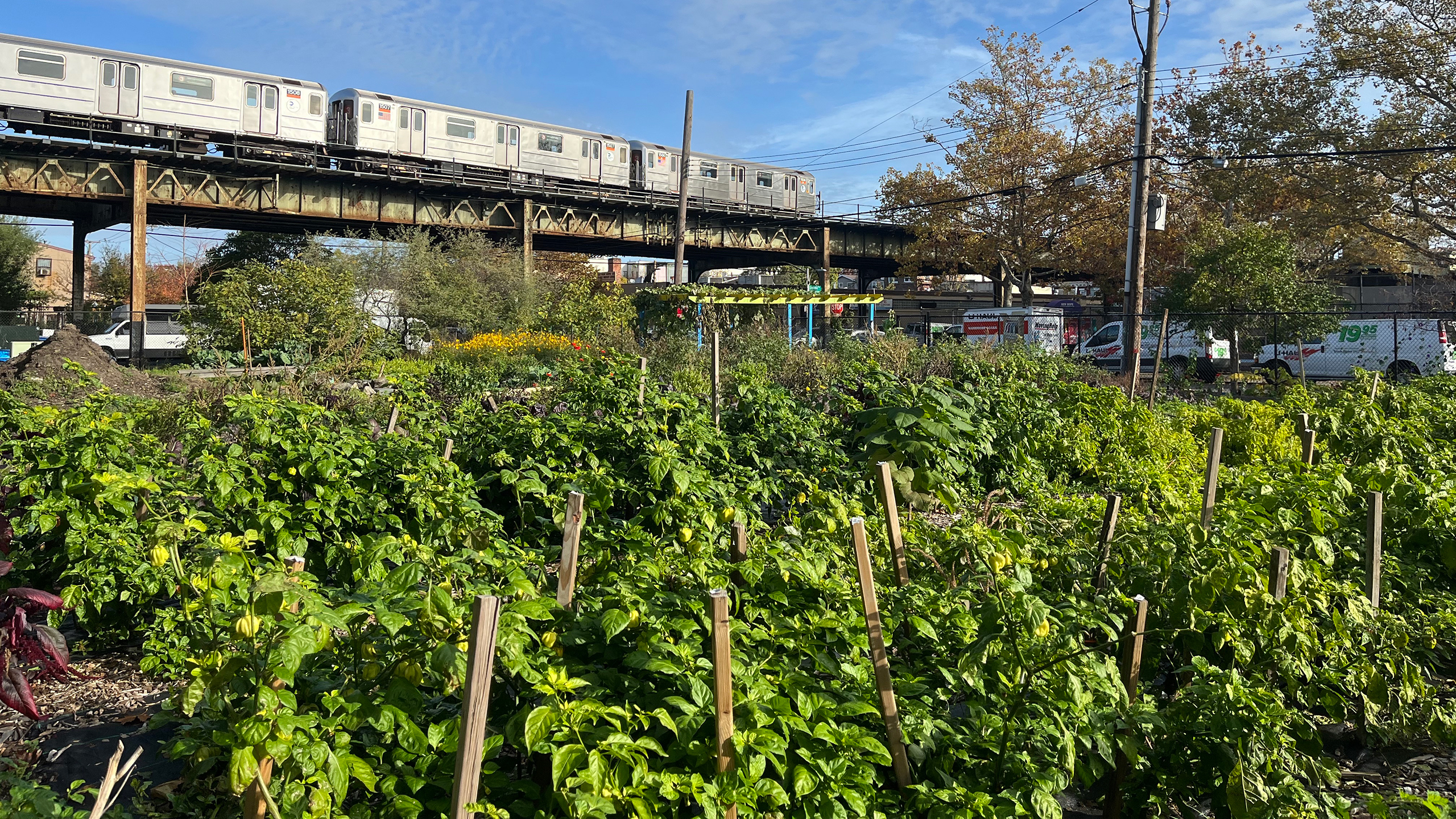New York Farms East New York Farms! Has Local Solutions For Our Food